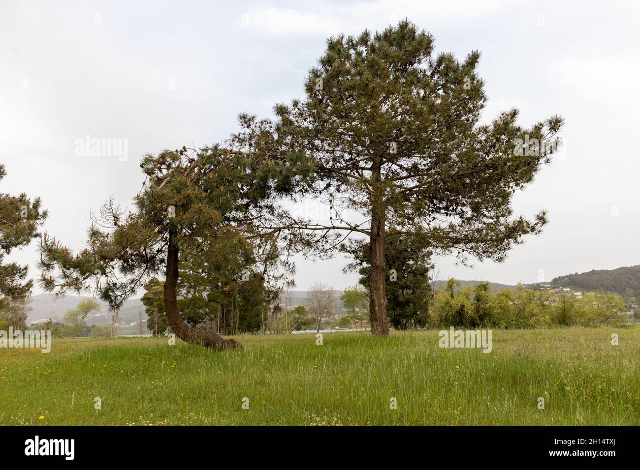Landscape with trees and fields Stock Photo - Alamy