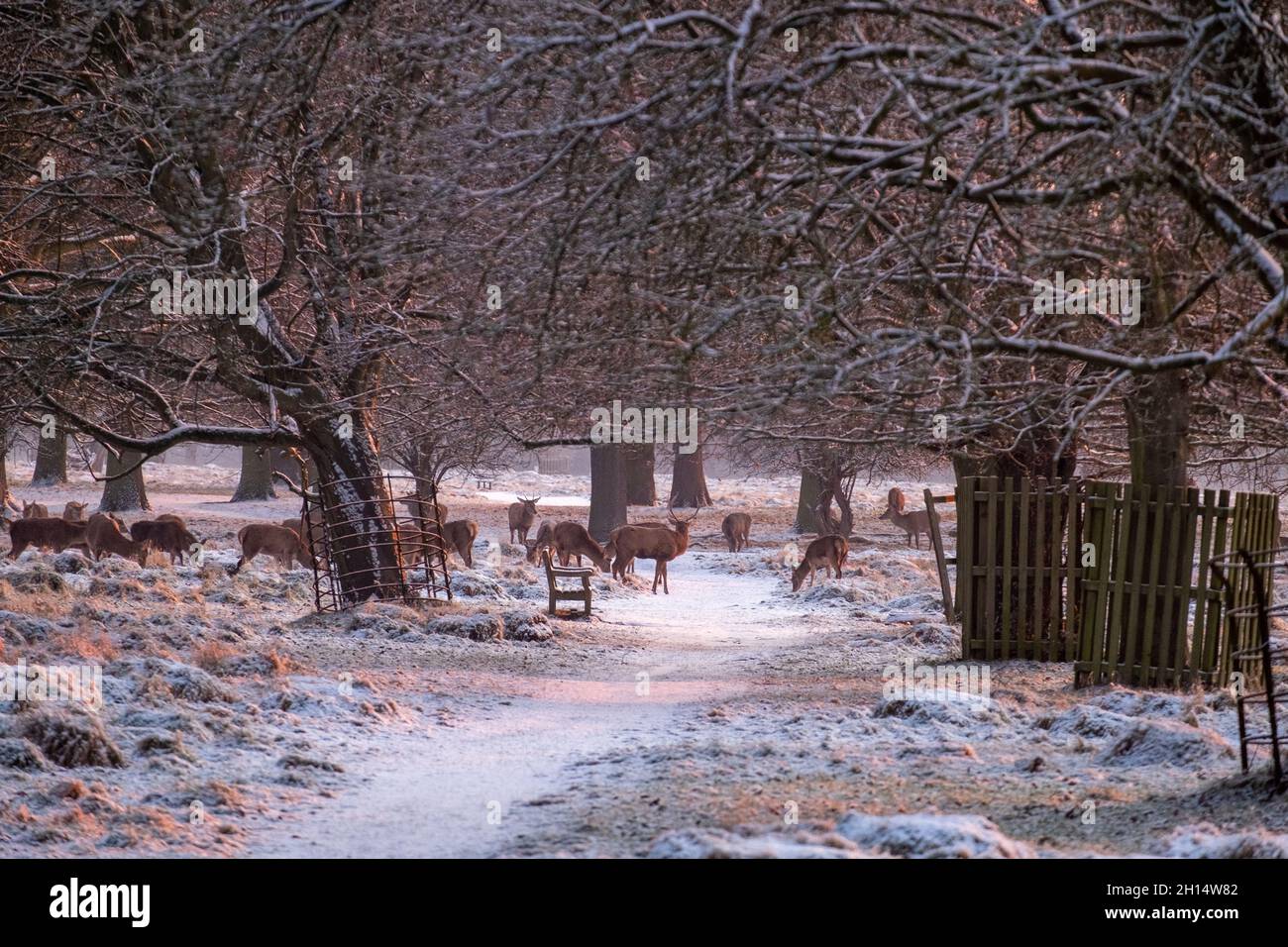 snow in bushy park red deer Stock Photo - Alamy
