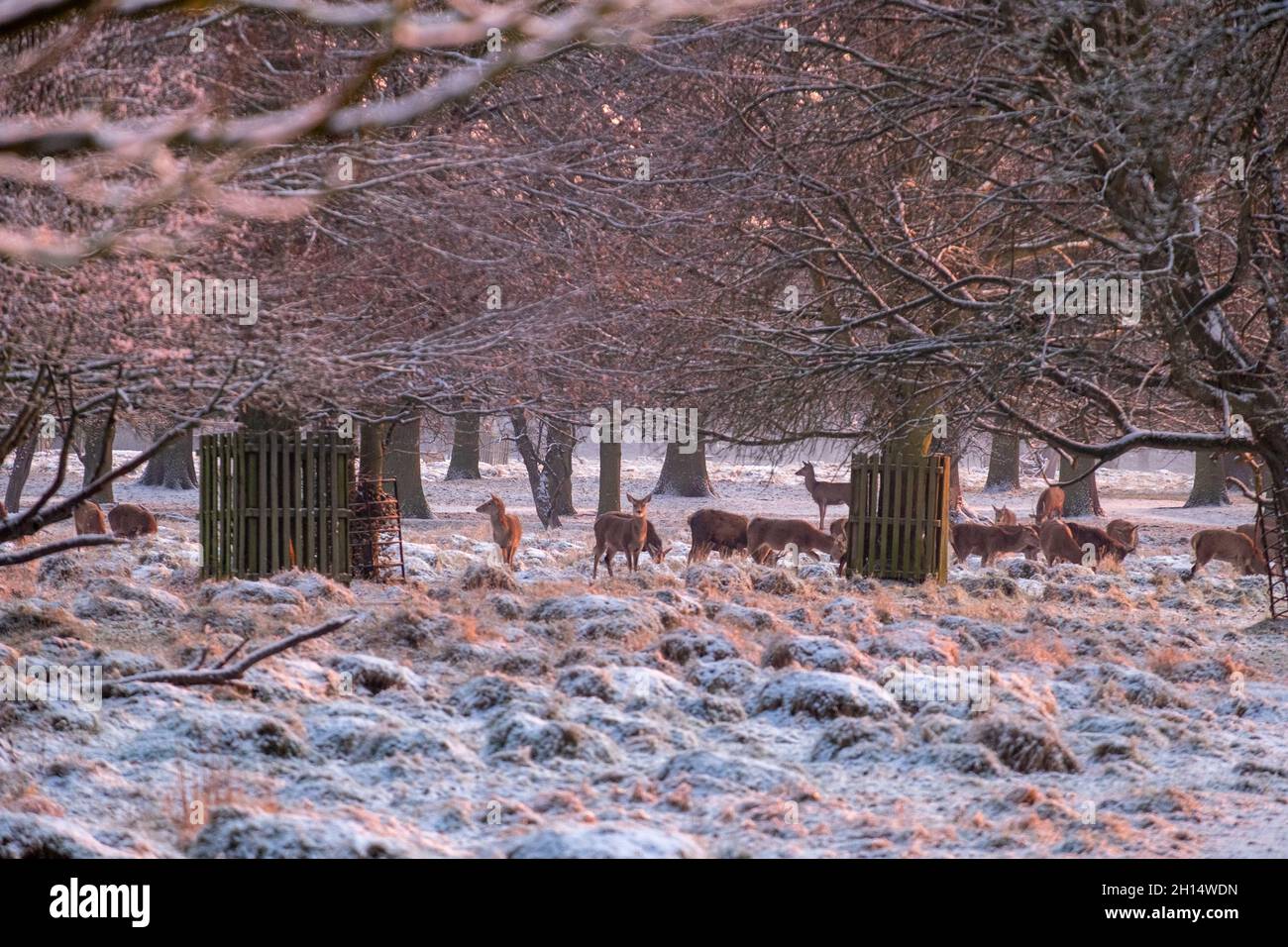 snow in bushy park red deer Stock Photo - Alamy