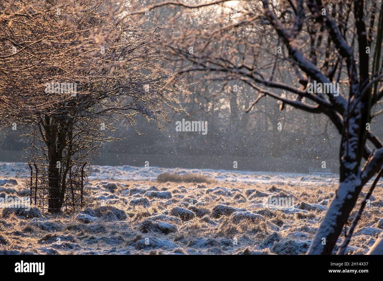 snow in park at dawn Stock Photo - Alamy