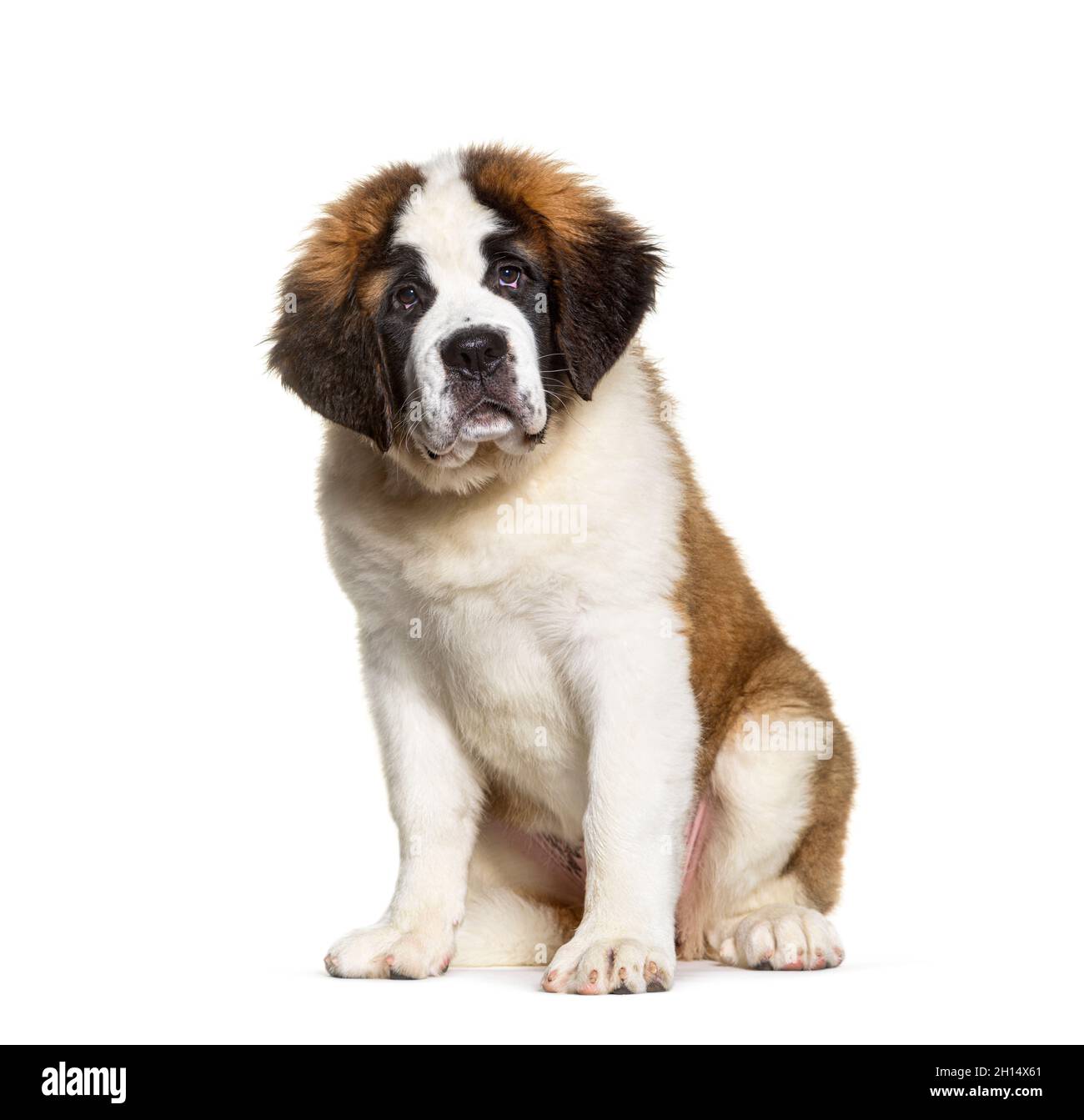 Saint Bernard dog puppy ,three months old, sitting looking at camera ...
