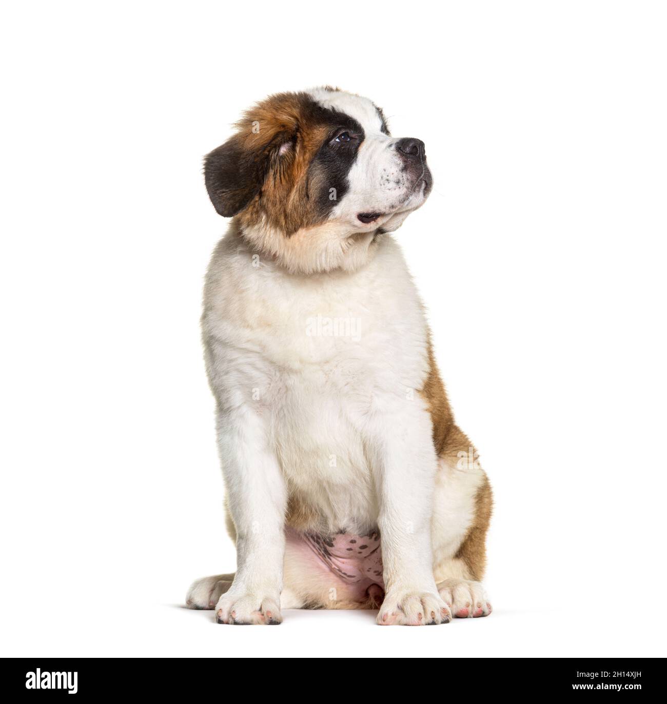 Saint Bernard dog puppy ,three months old, looking up, sitting ...
