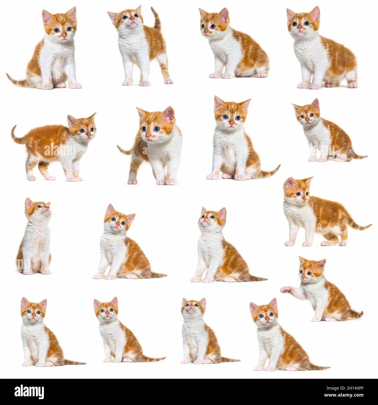 Collection of many different portrait of a kitten Mixed-breed cat red ...