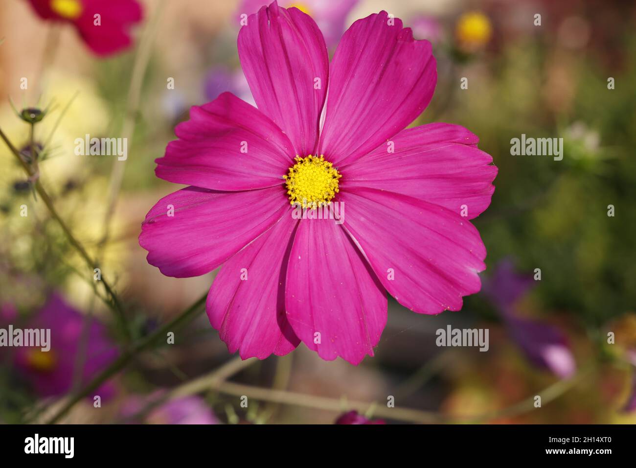 Purple cosmos daisy hi-res stock photography and images - Alamy