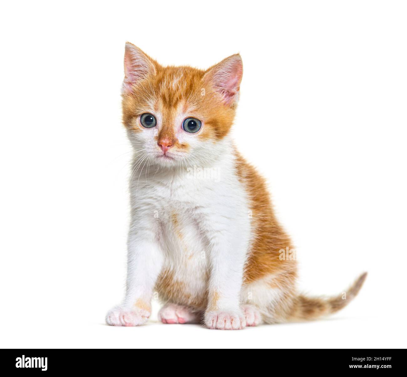 Kitten Mixed-breed cat ginger and white, Isolated on white Stock Photo ...