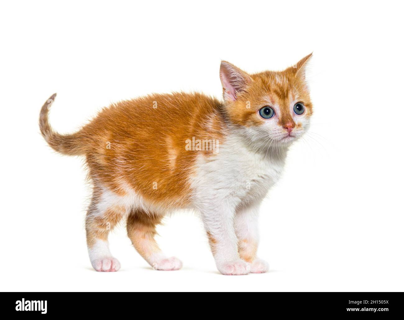 Kitten Mixed-breed cat ginger and white, Isolated on white Stock Photo ...