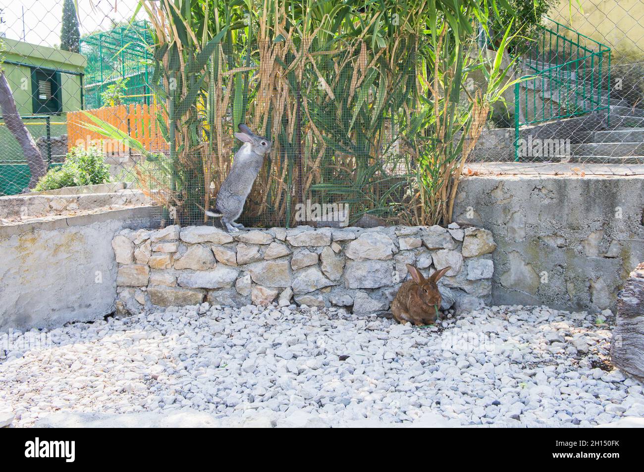 Domestic rabbit, Oryctolagus cuniculus f. domesticus, enclosure in ...