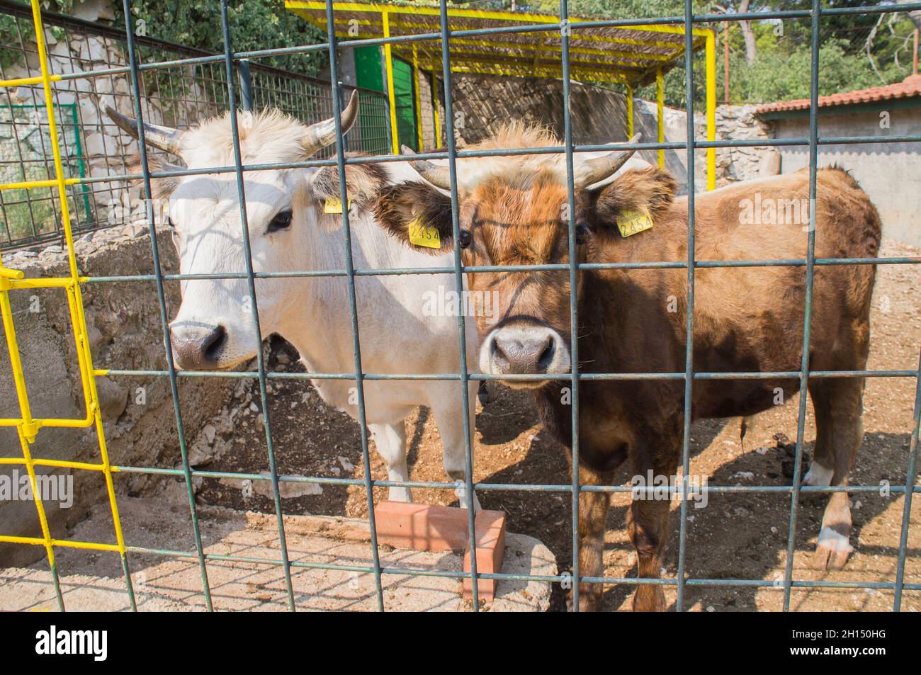 Cow in an enclosure hi-res stock photography and images - Alamy