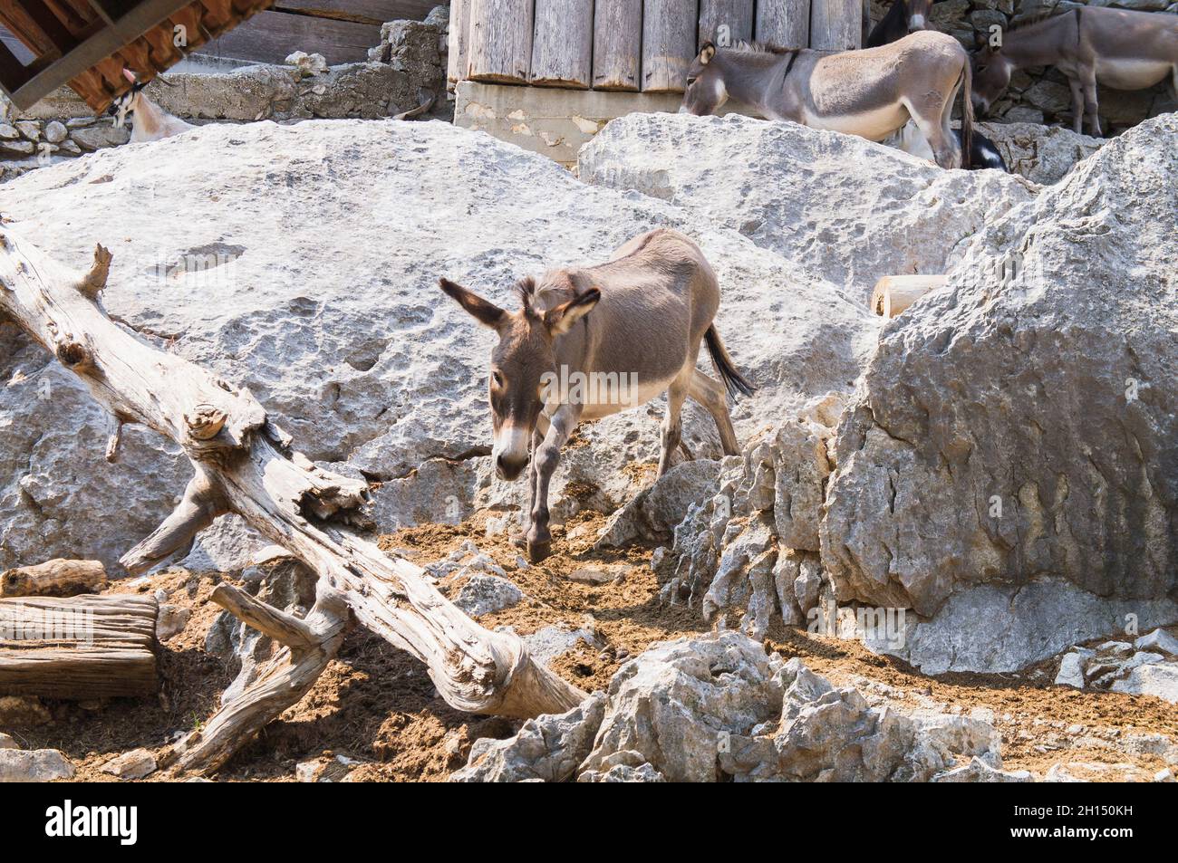 Donkey enclosure in Split Zoo, Croatia, August 24, 2021. (CTK Photo ...