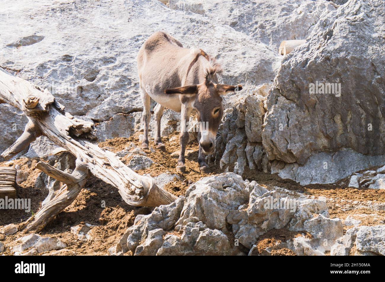 Donkey enclosure hi-res stock photography and images - Alamy