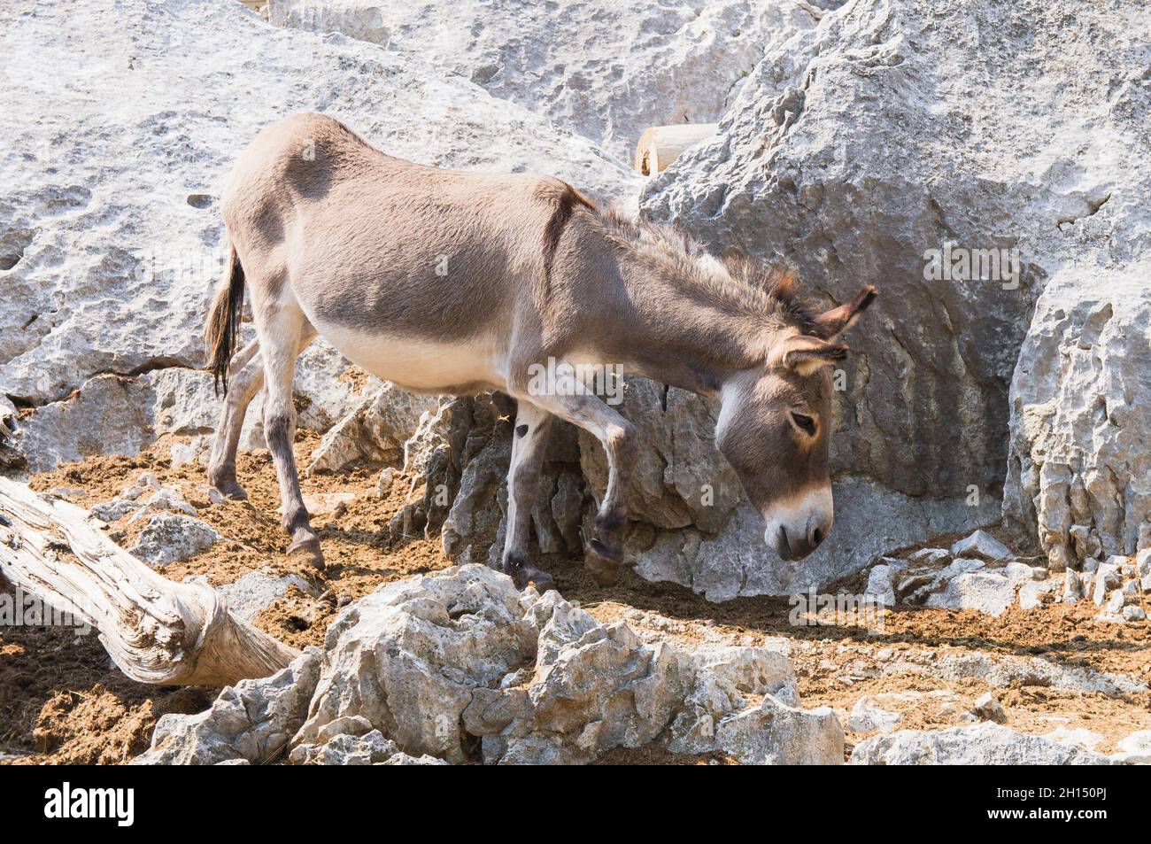 Donkey enclosure in Split Zoo, Croatia, August 24, 2021. (CTK Photo ...