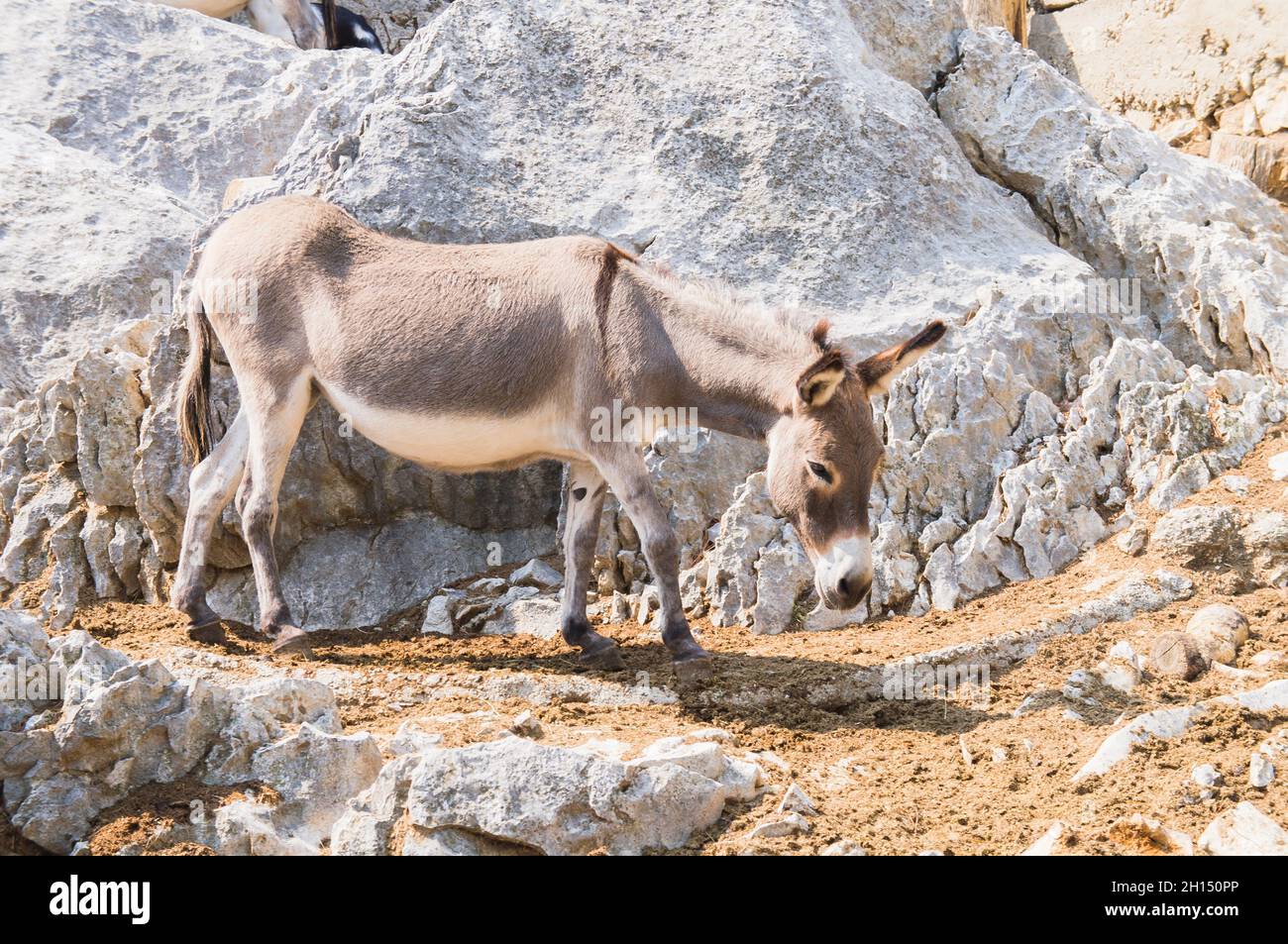 Split zoo hi-res stock photography and images - Alamy