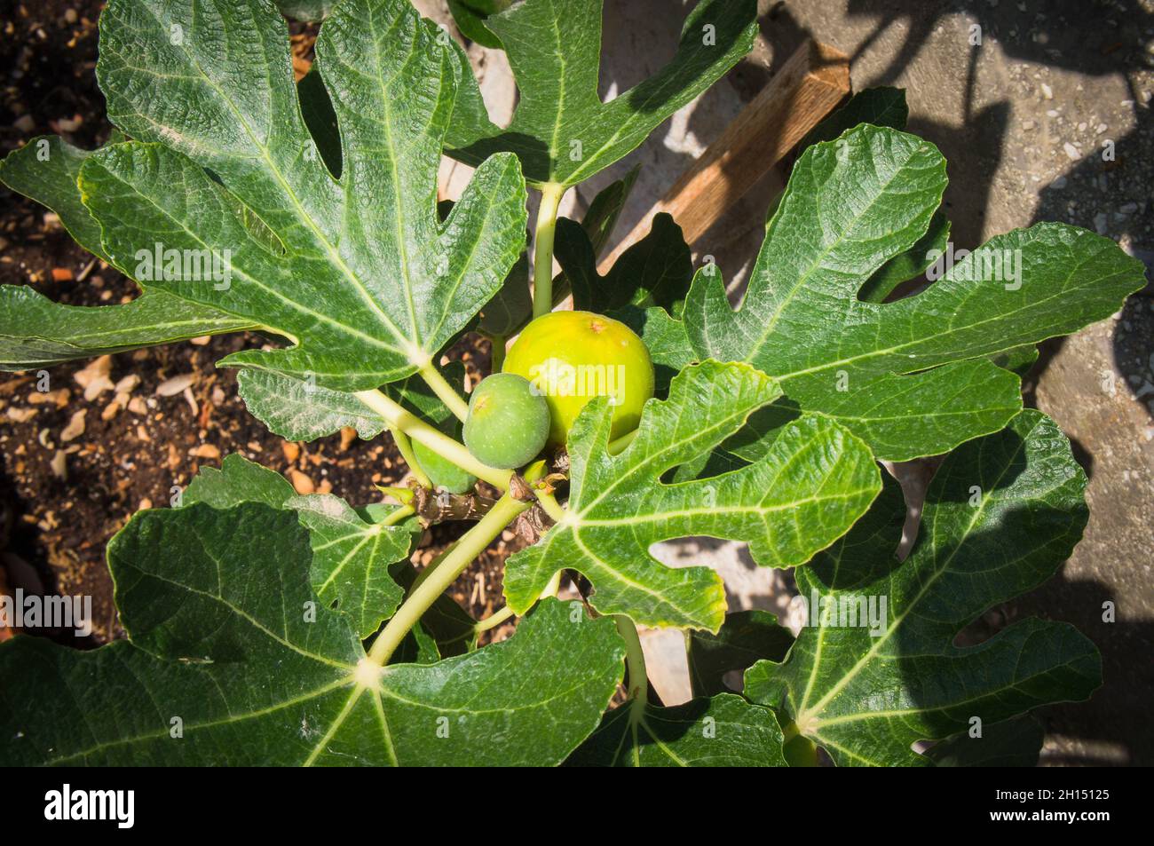 Illustrative photo, sea, recreation, holidays, Dalmatia, Croatia, Ficus ...