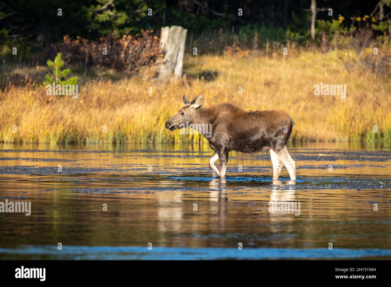 Calf moose in river with fall colors, Island park, Idaho Stock Photo ...