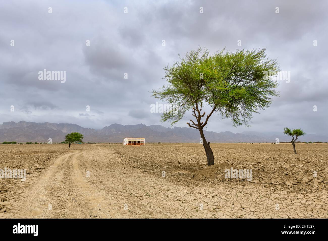 Lonely big green tree in dry wasteland a concept for global warming ...