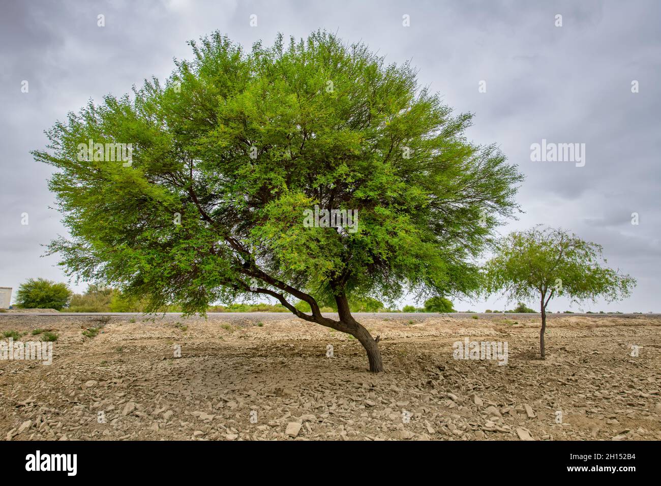 Lonely big green tree in dry wasteland a concept for global warming ...