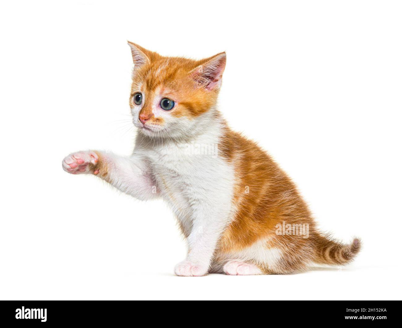 Kitten Mixed-breed cat ginger and white sitting and pawing, Isolated on ...