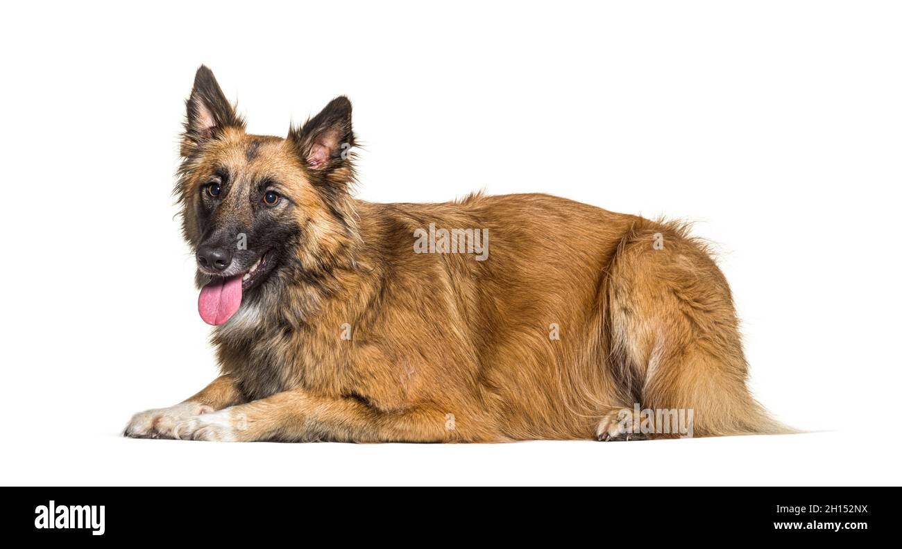Belgian Shepherd Border Collie Mix