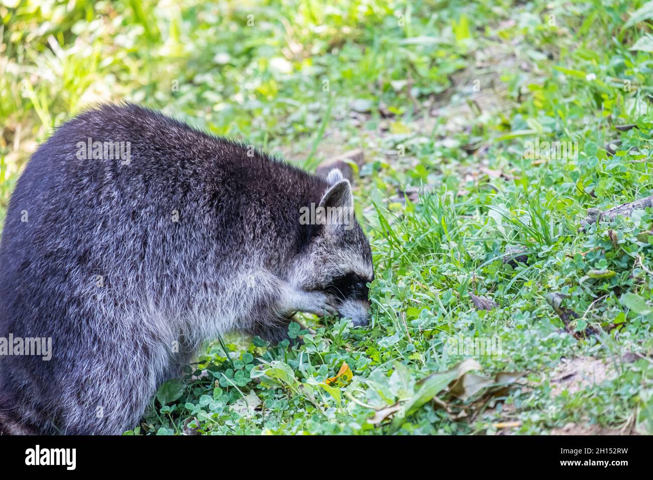 Raccoon in green grass Stock Photo - Alamy