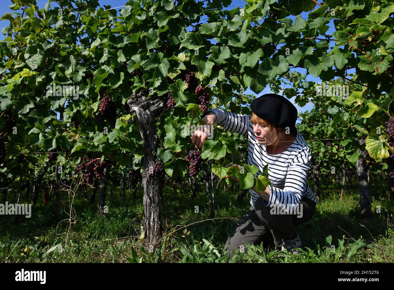 Female wine grower checking hi-res stock photography and images - Alamy