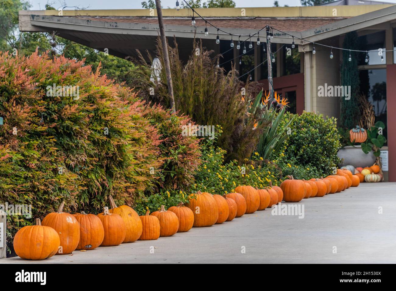 Row of pumpkins hi-res stock photography and images - Alamy