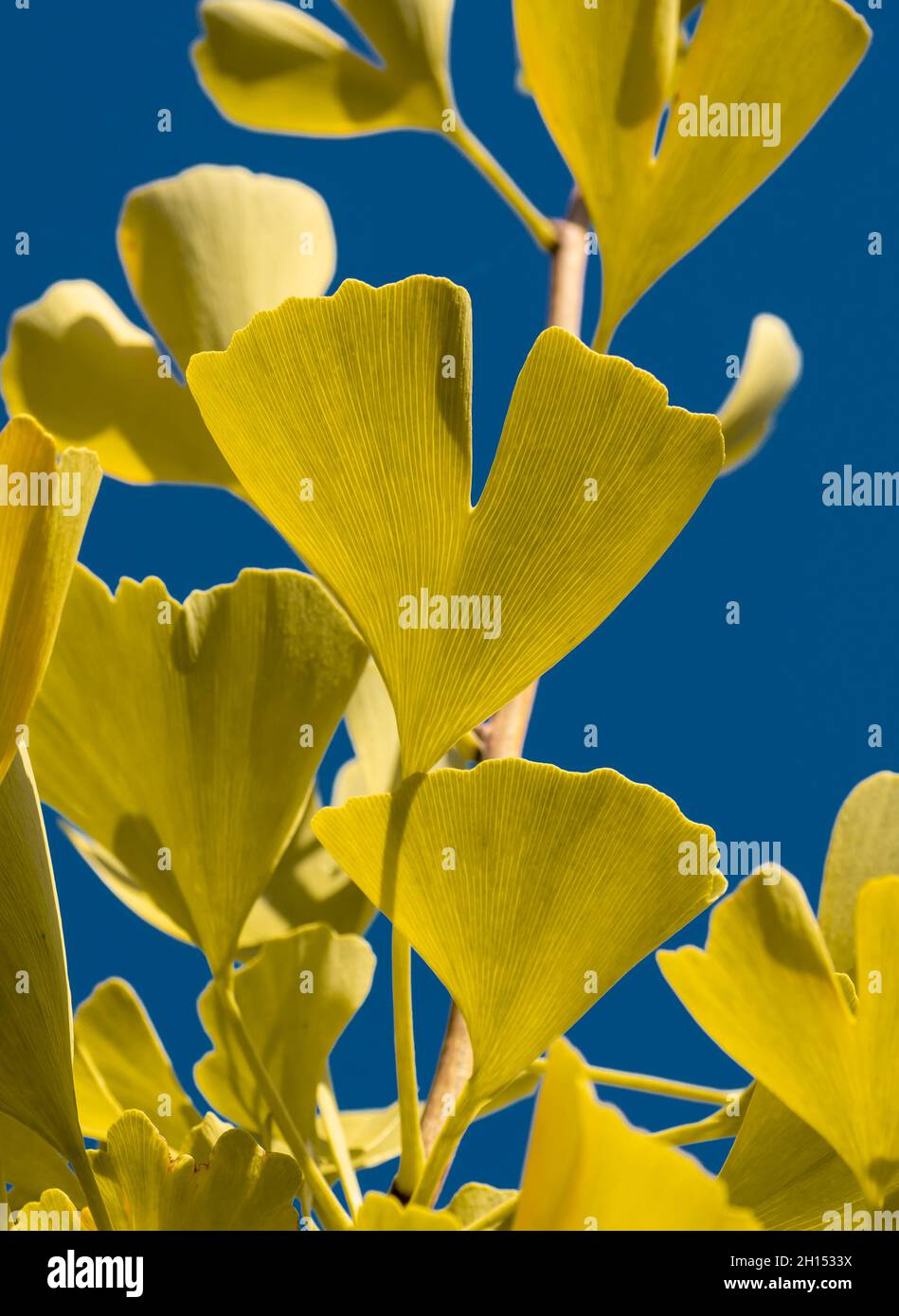 Yellow leaves of a Ginkgo biloba tree in the autumn. Maidenhair tree ...