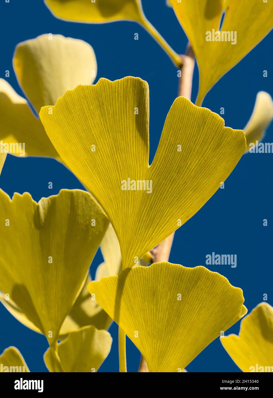 Yellow leaves of a Ginkgo biloba tree in the autumn. Maidenhair tree ...