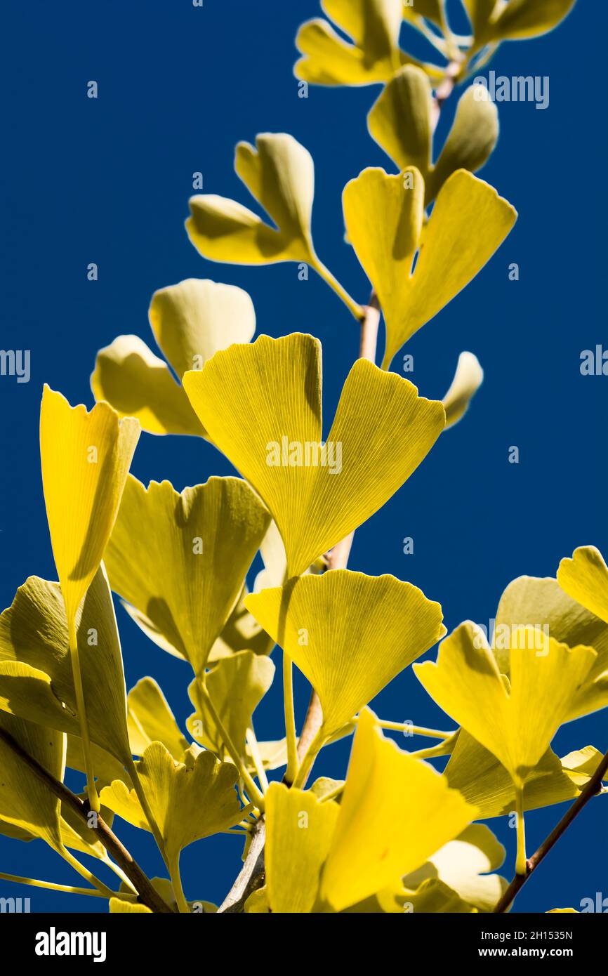 Yellow leaves of a Ginkgo biloba tree in the autumn. Maidenhair tree ...