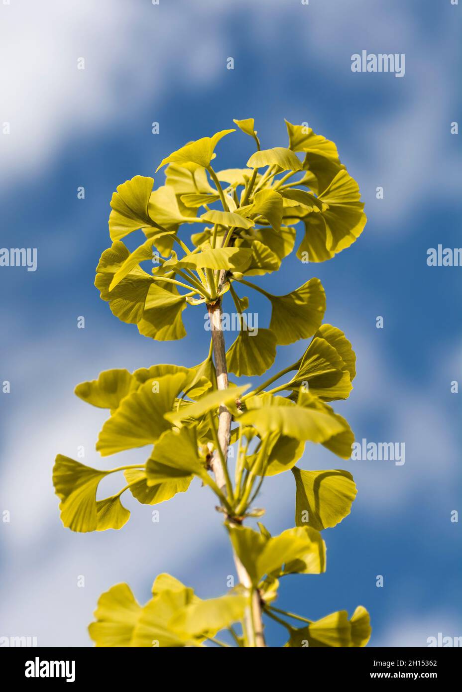 Yellow leaves of a Ginkgo biloba tree in the autumn. Maidenhair tree ...