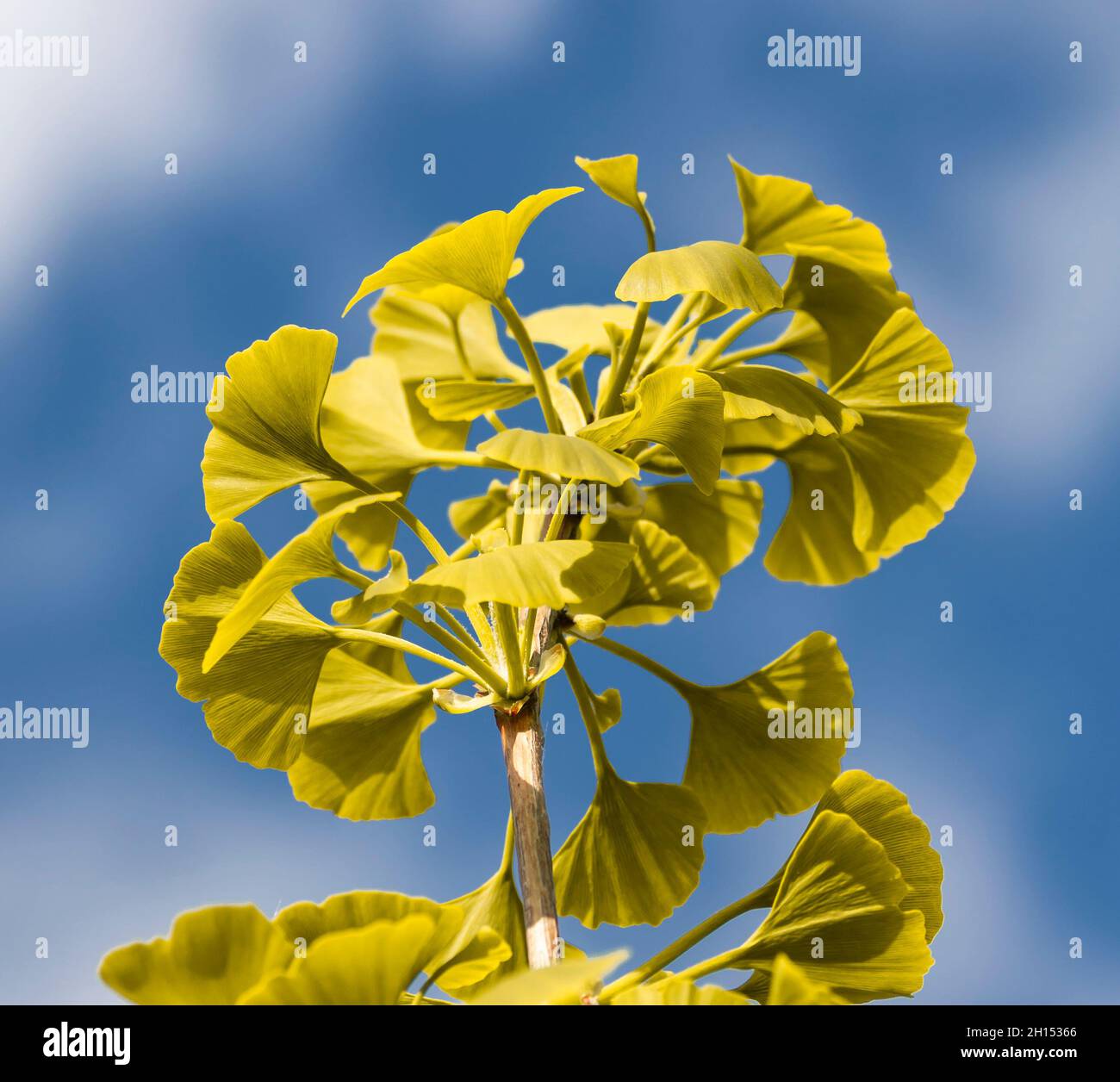 Yellow leaves of a Ginkgo biloba tree in the autumn. Maidenhair tree ...