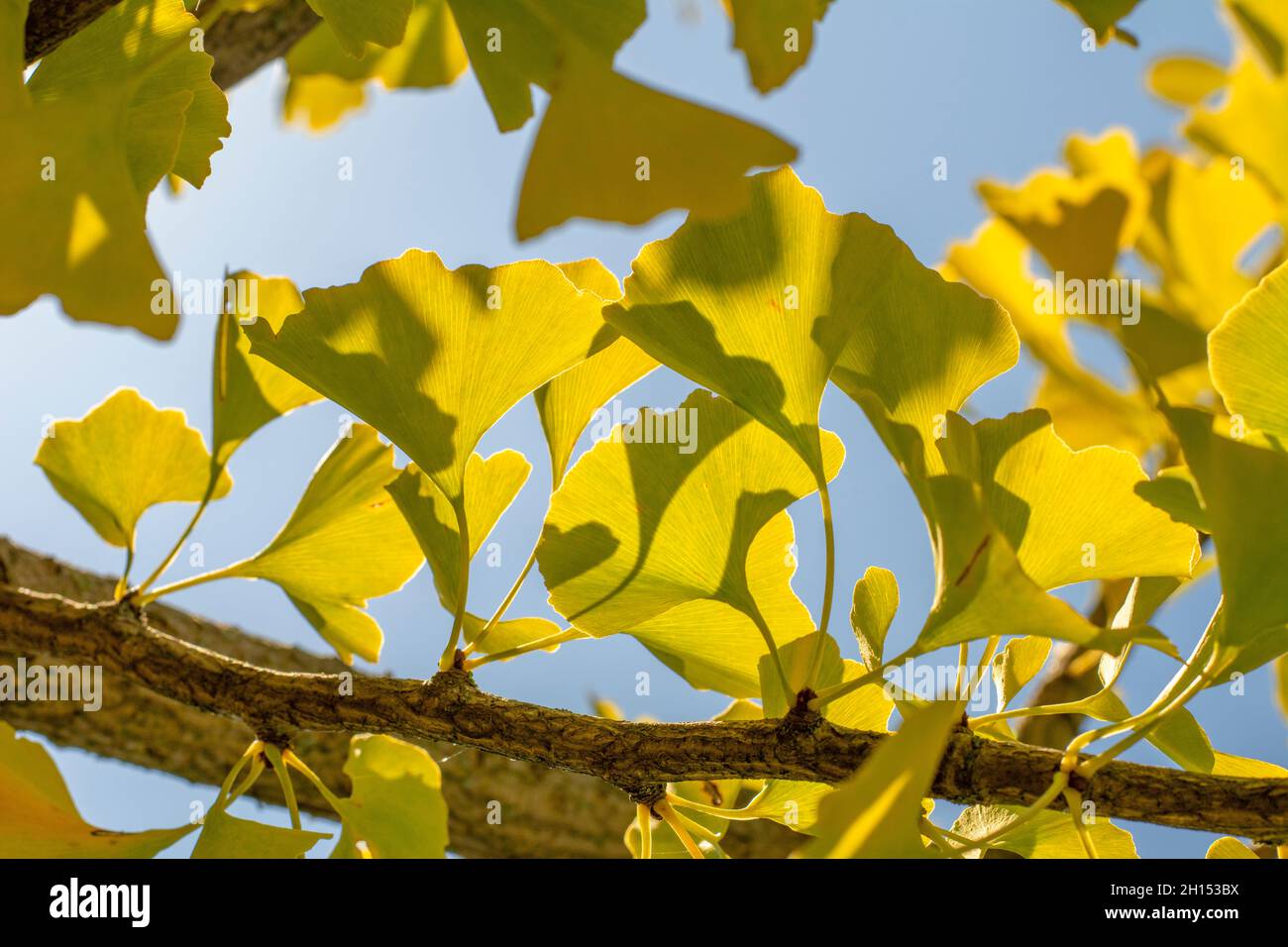 Autumn ginkgo biloba autumn gold hi-res stock photography and images ...
