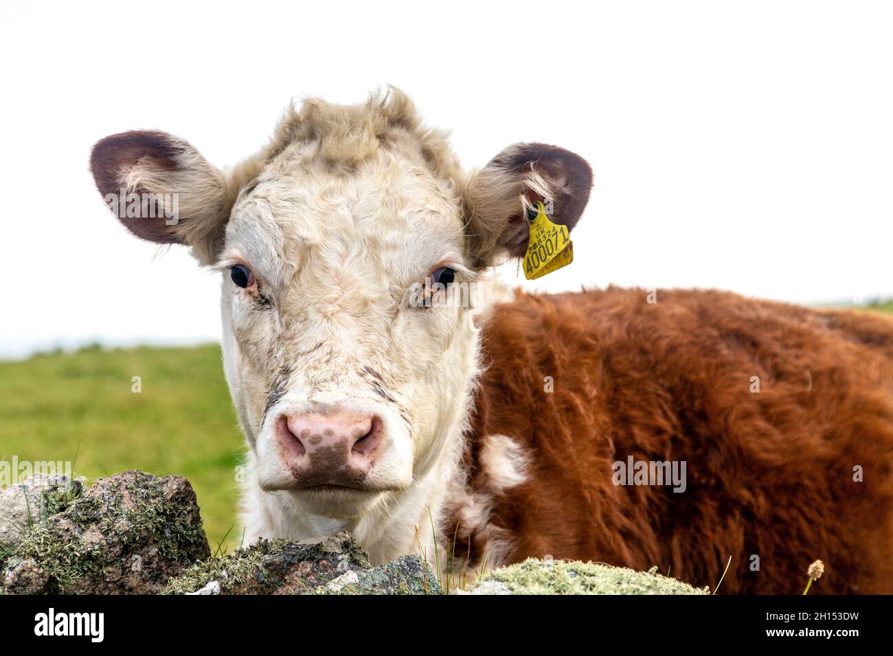 Cattle path hi-res stock photography and images - Alamy