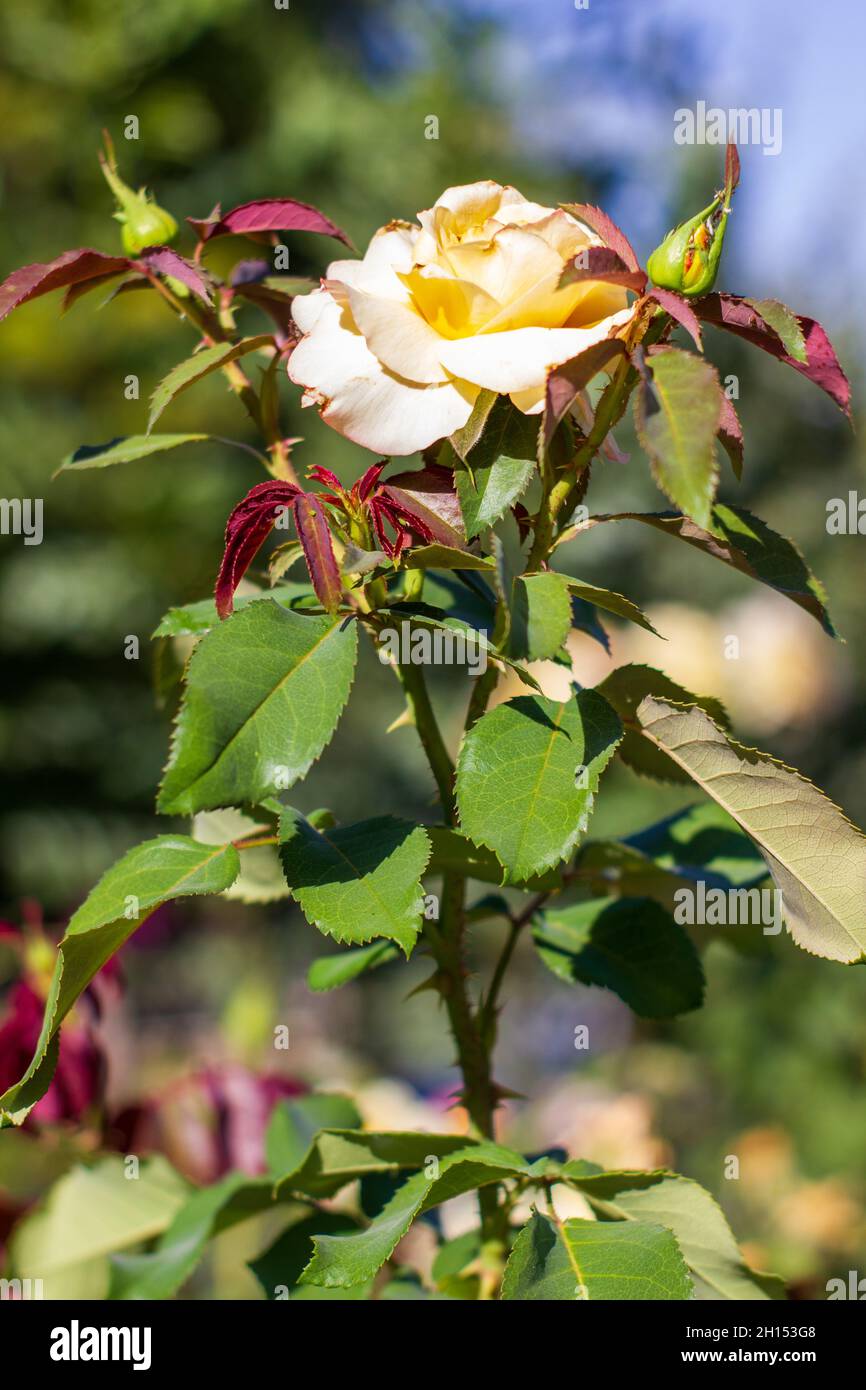 Yellow rose with green and red leaves.selective focus pollution. Close ...