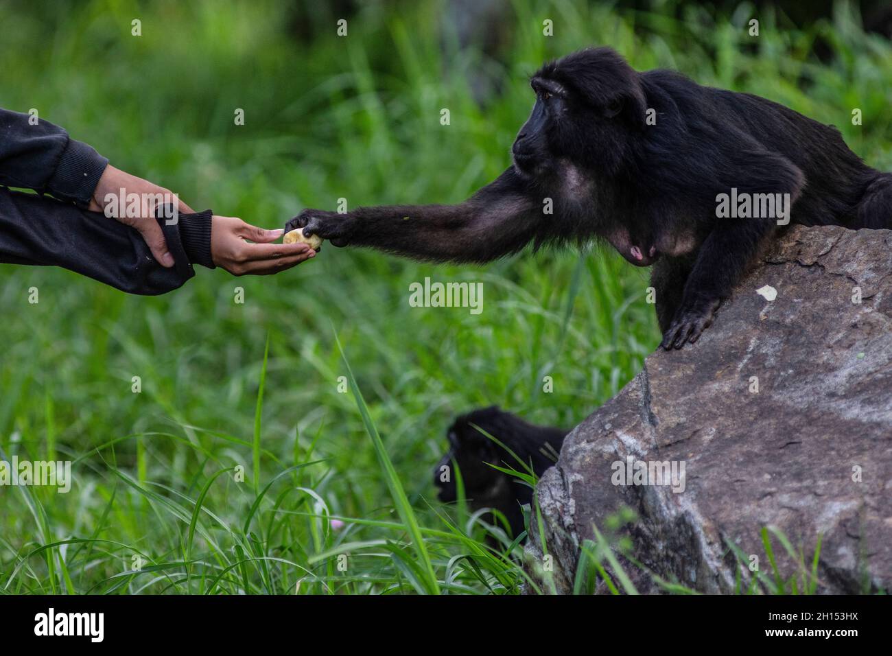 Tonkeana macaca hi-res stock photography and images - Alamy