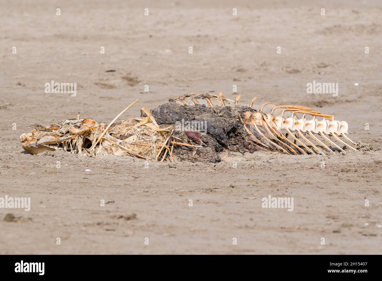 Rotten skeleton hi-res stock photography and images - Alamy