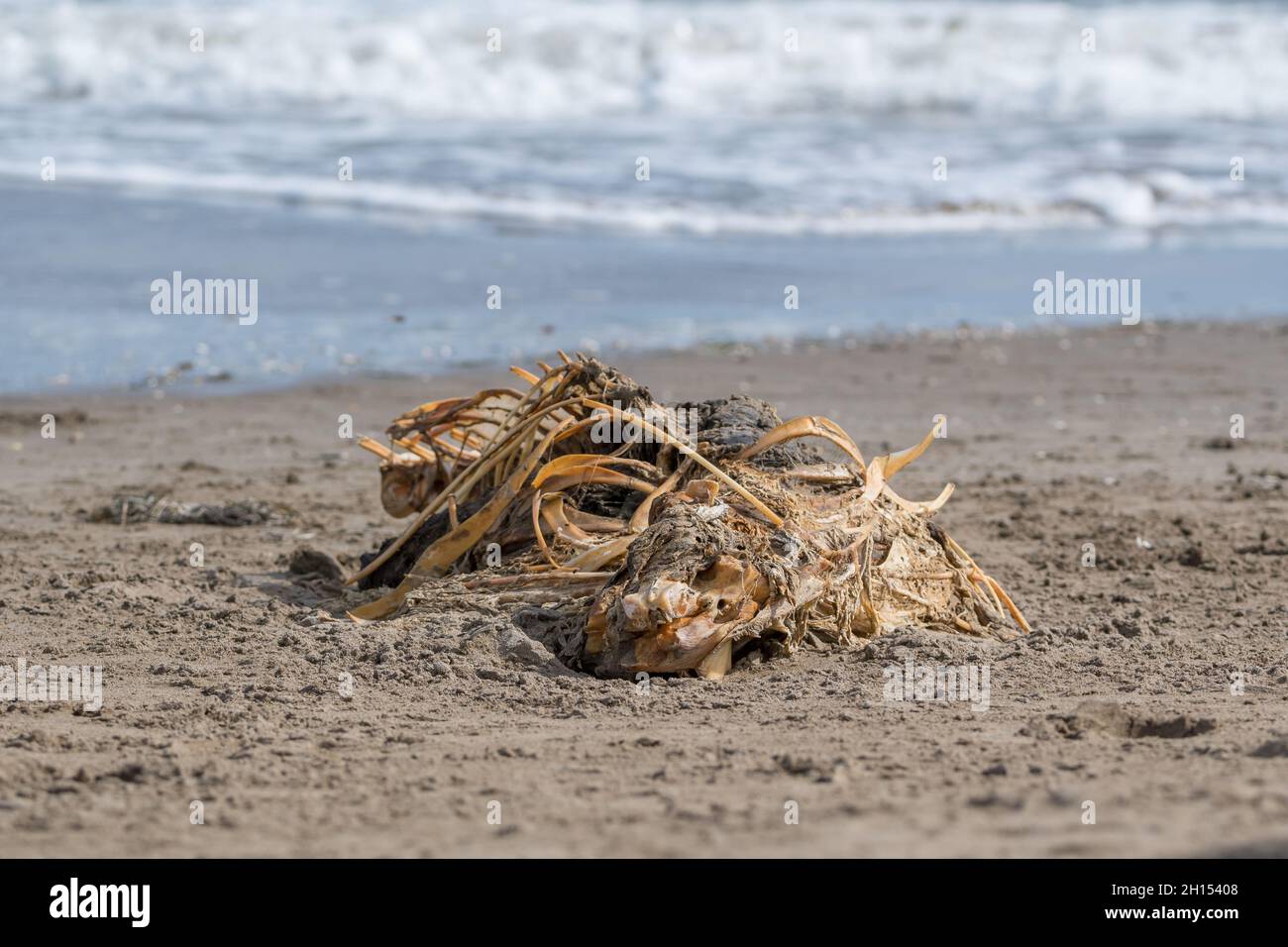 Rotten skeleton hi-res stock photography and images - Alamy