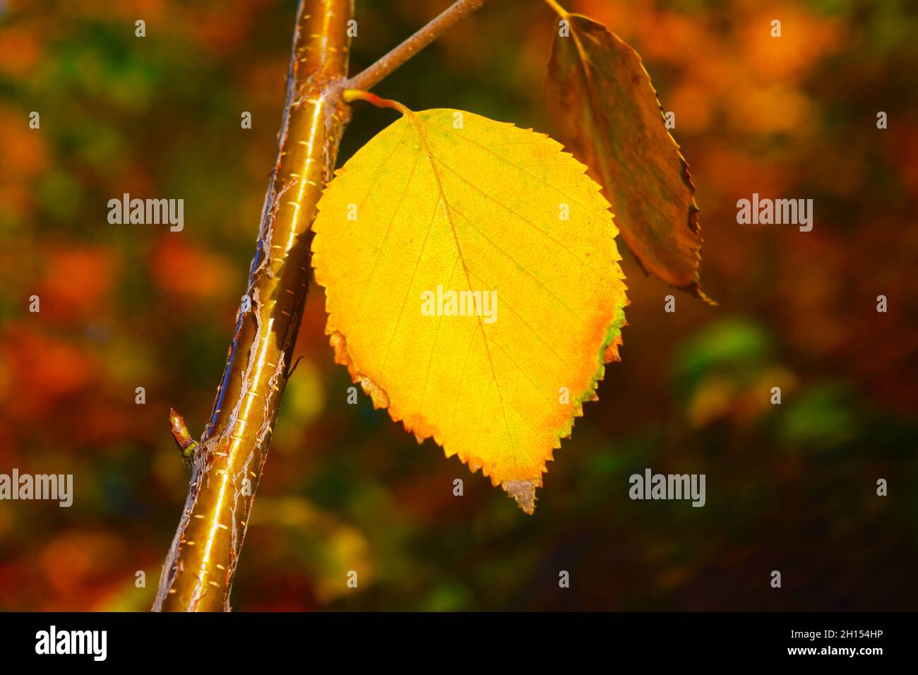 Collection of Beautiful Colorful Autumn Leaves green Stock Photo - Alamy