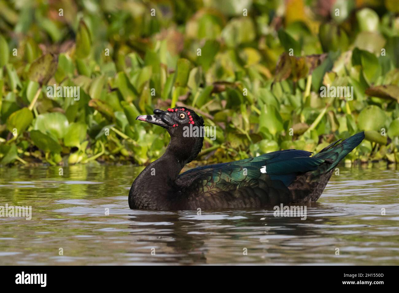 Río claro hi-res stock photography and images - Alamy