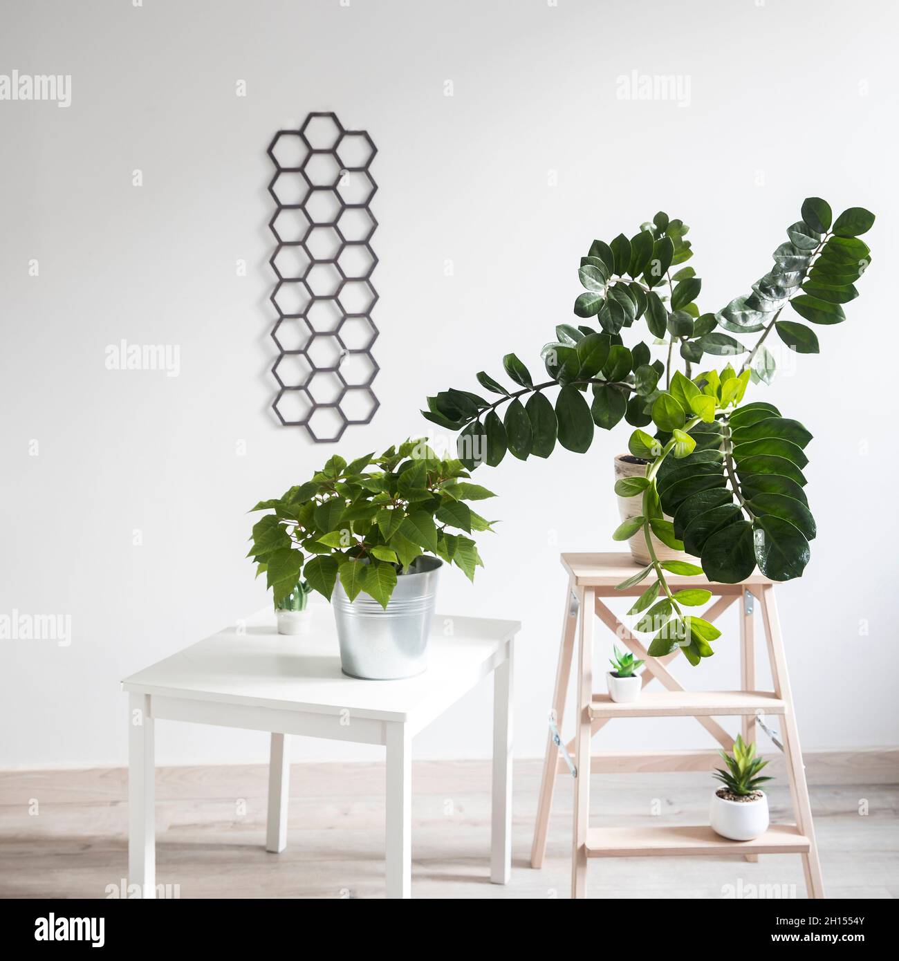 Zamioculcas plant in clay pot and Poinsettia on the stool in white ...