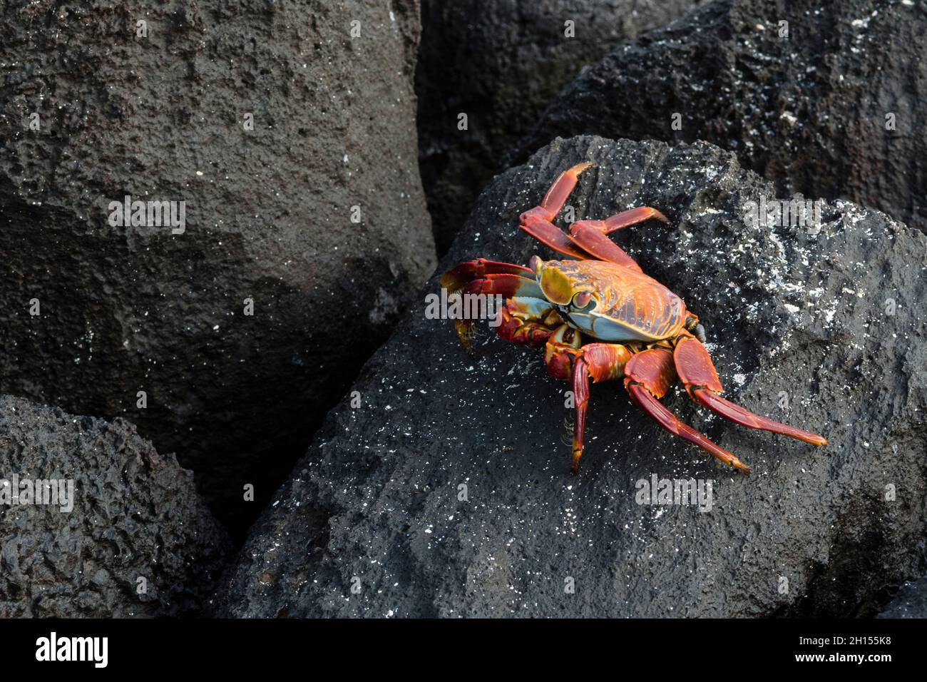 A Sally lightfoot crab, Grapsus grapsus, walking on volcanic rocks ...
