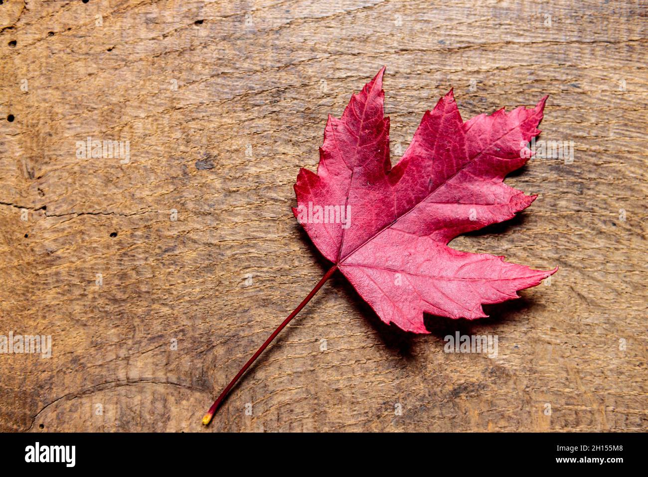 Background: one red colored maple leaf on rustic oak table Stock Photo ...