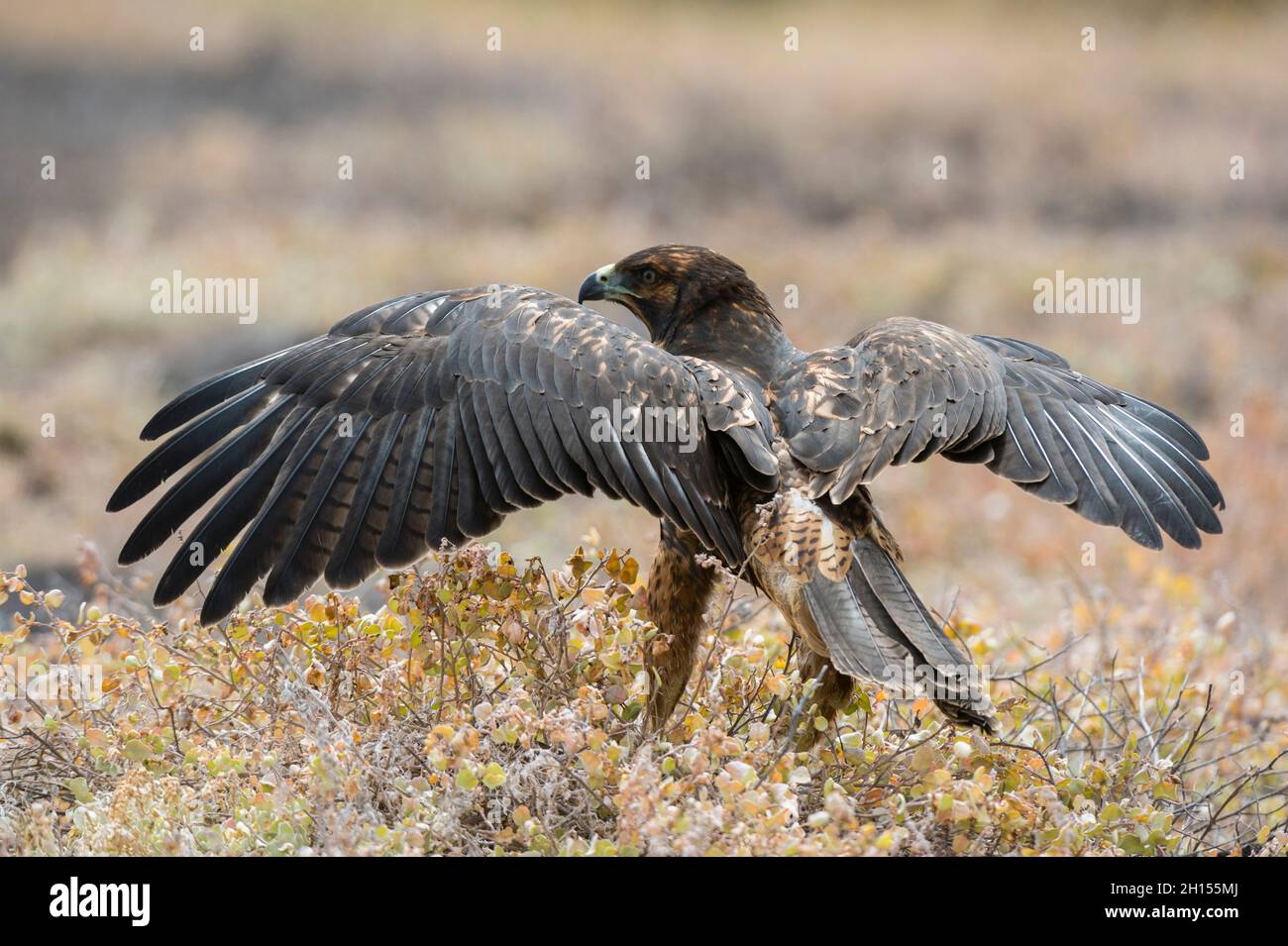 A Galapagos hawk, Buteo galapagoensis, opens its wings. Espanola Island ...