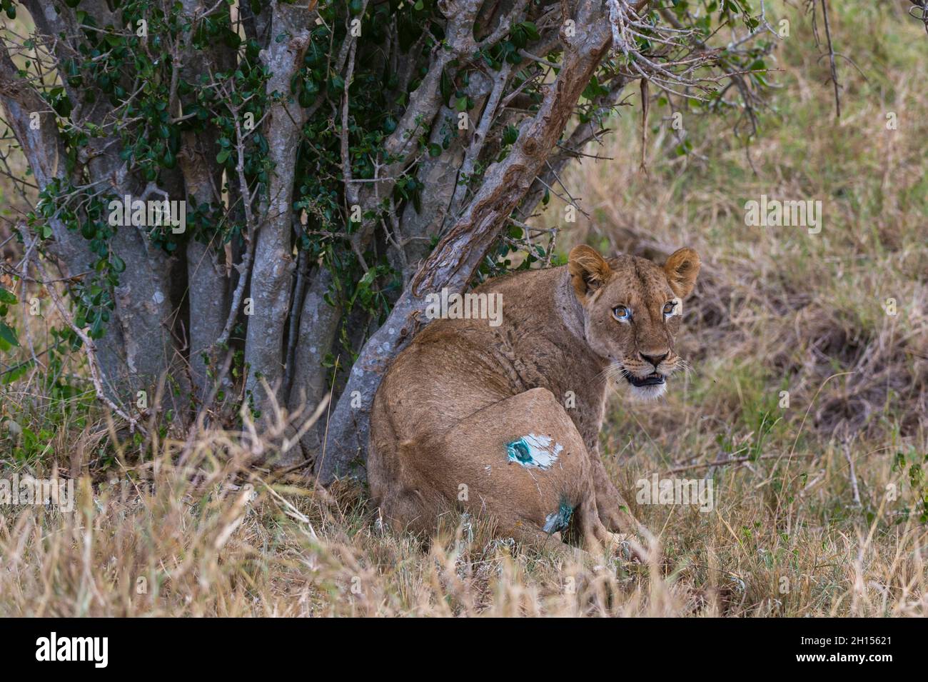 A wounded lioness awakens from anesthesia after being treated by Kenya ...