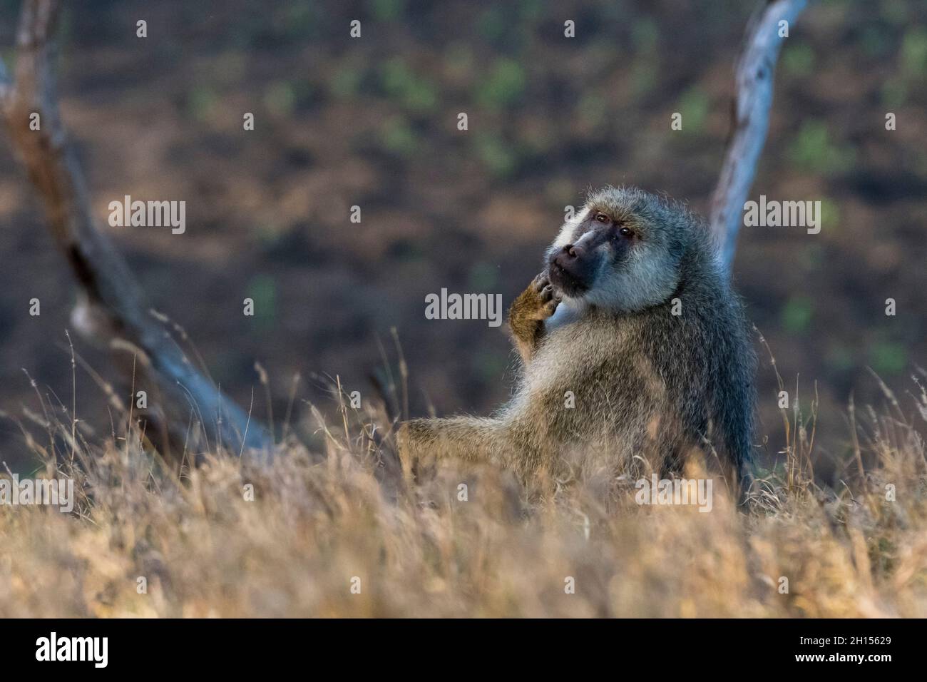 A yellow baboon, Papio hamadryas cynocephalus, resting on a tree branch ...