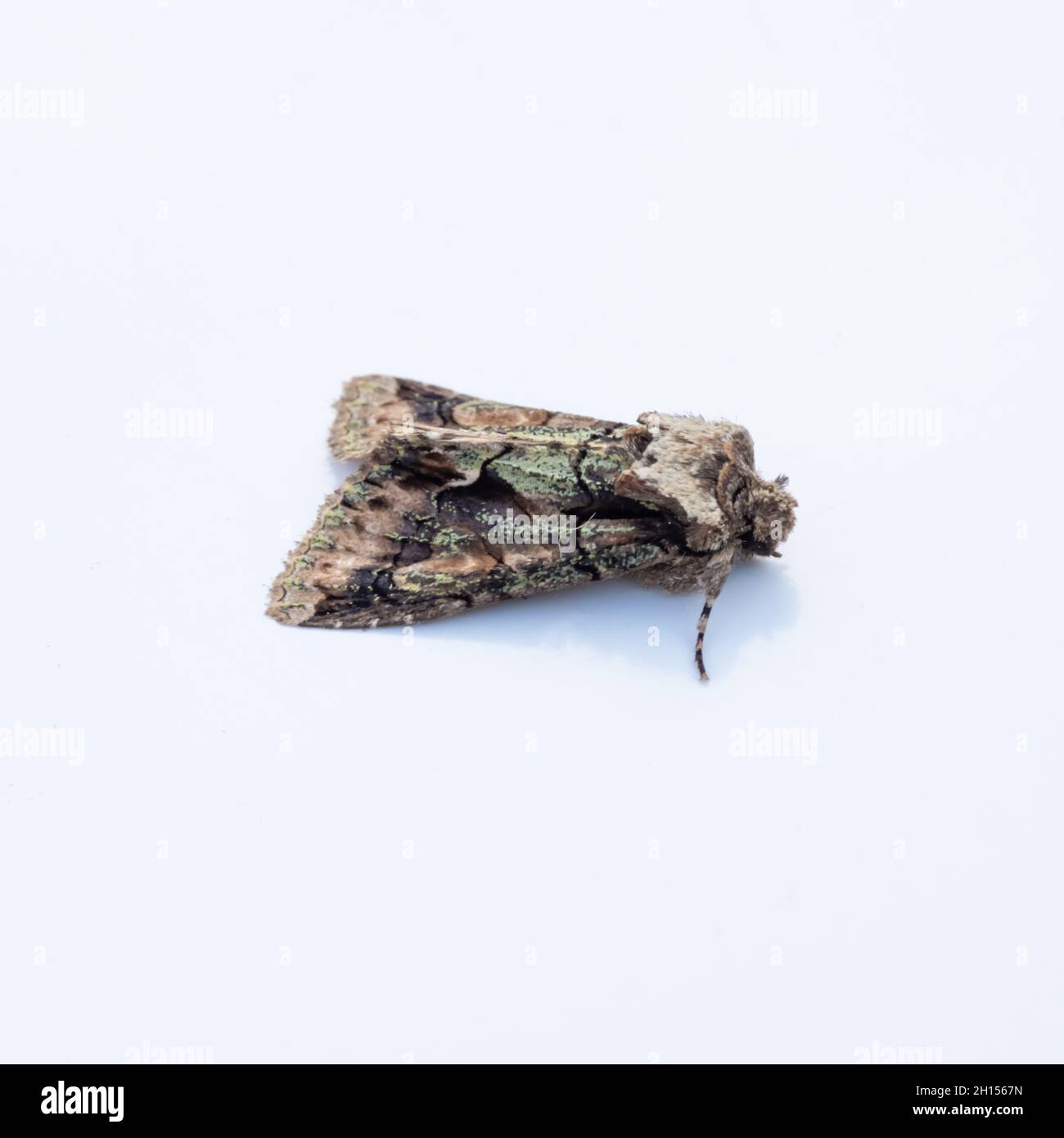 Allophyes oxyacanthae, the Green-brindled Crescent Moth perched on a ...