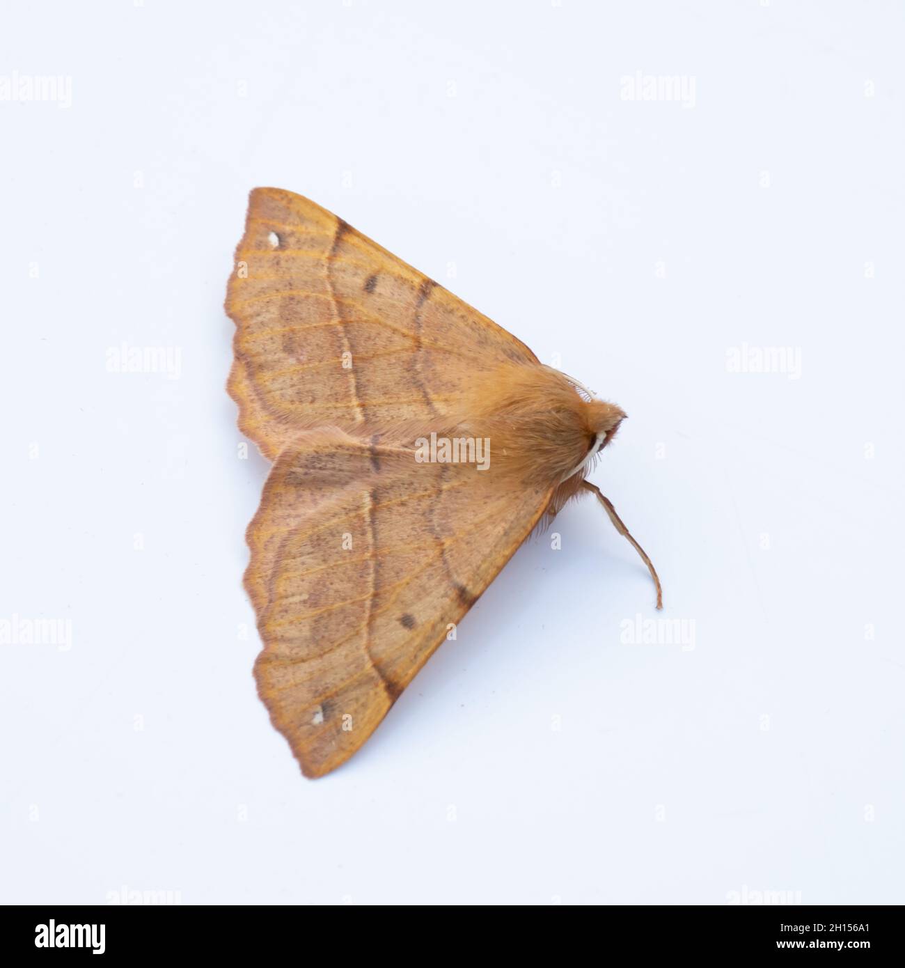 Colotois pennaria, the Feathered Thorn Moth, resting on a white ...