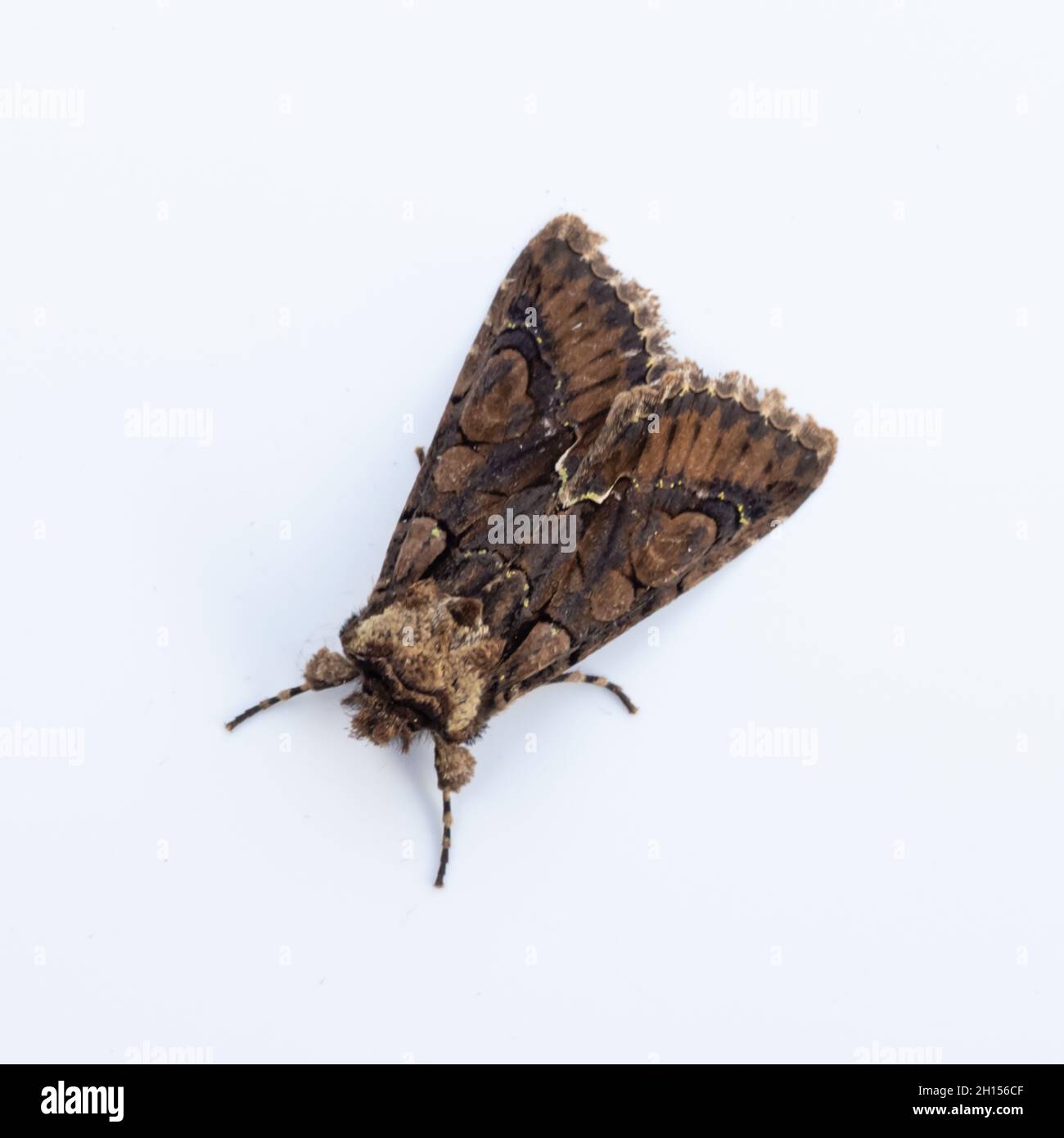 Allophyes oxyacanthae, the Green-brindled Crescent Moth perched on a ...