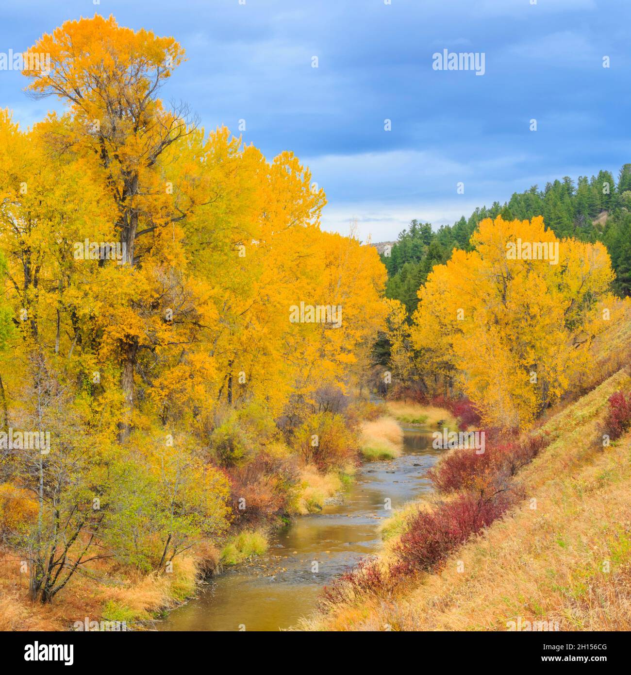 fall colors along the shields river near wilsall, montana Stock Photo ...