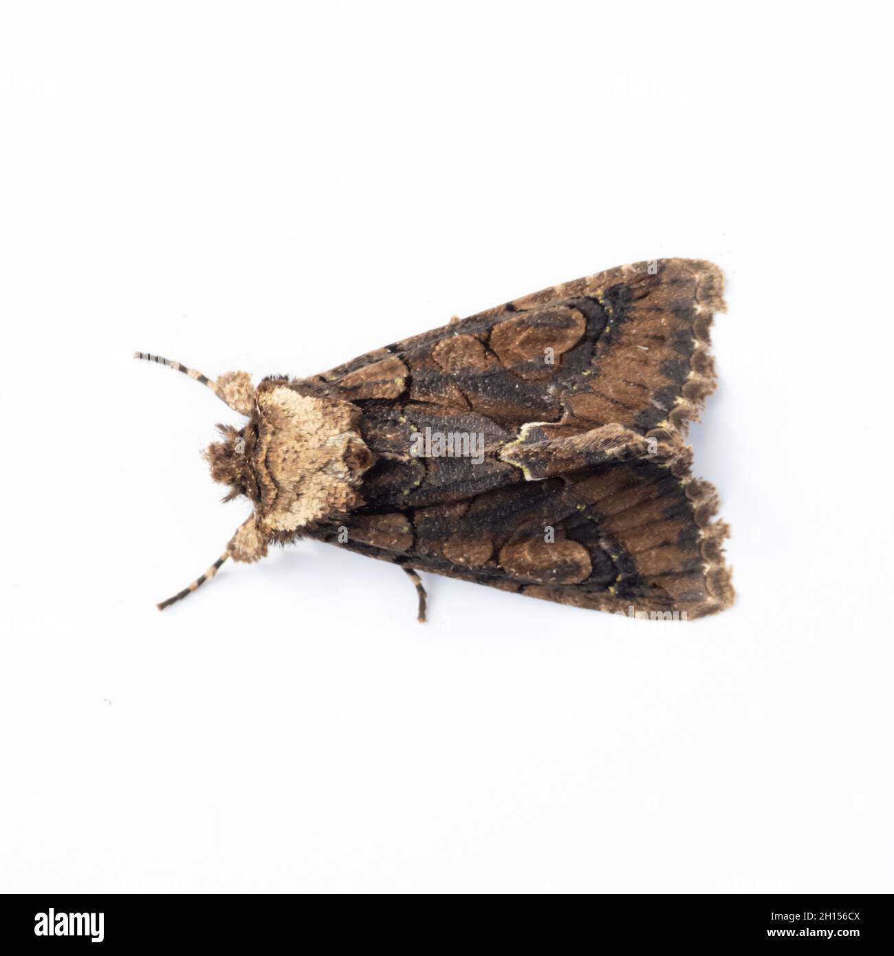 British moth Cut Out Stock Images & Pictures - Alamy