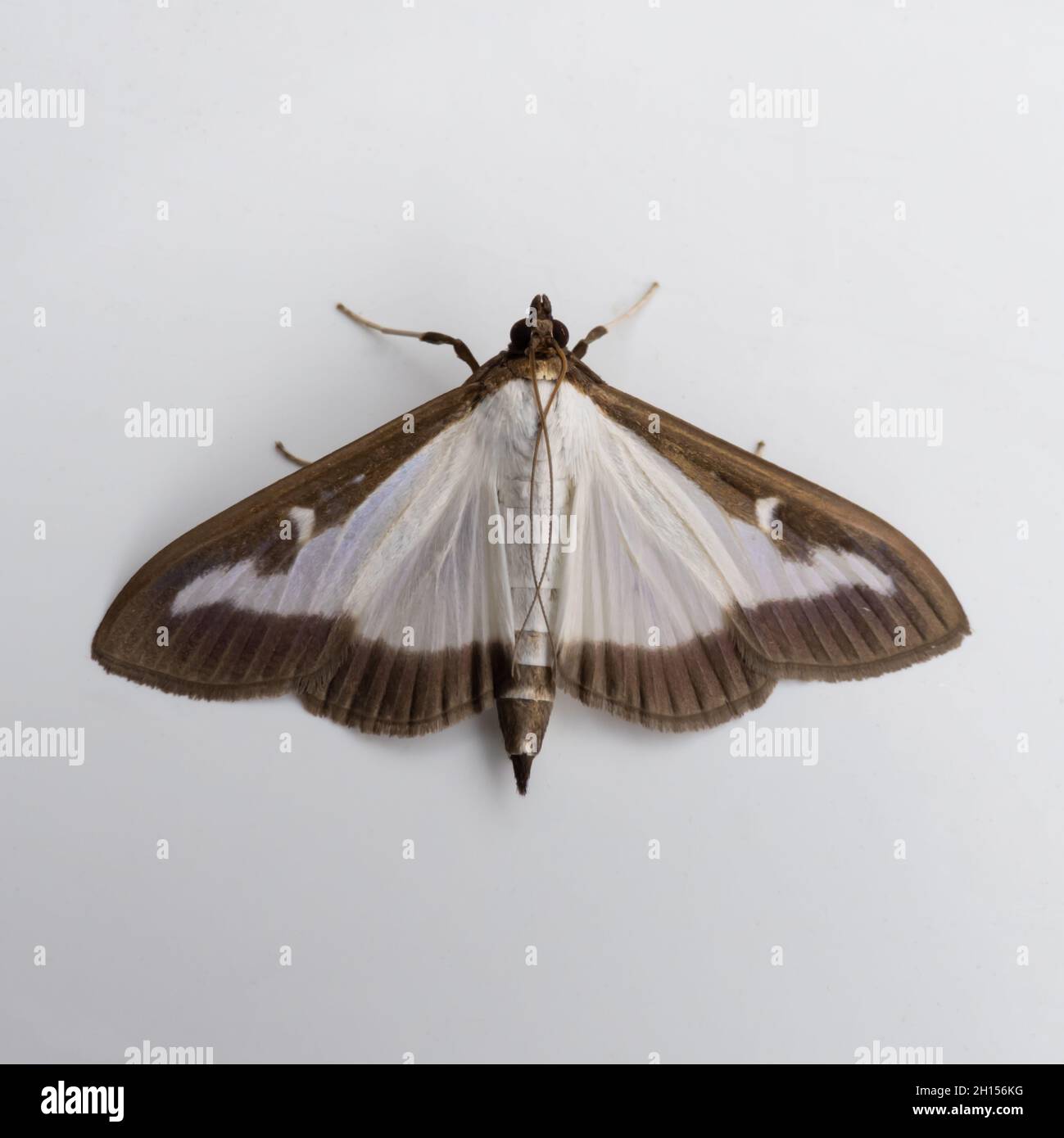 Cydalima perspectalis, the Box Tree Moth, resting on a white background ...
